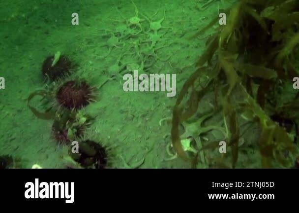 Underwater shot of teaming in Antarctica and floating around starfish ...