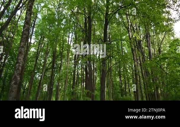 Panorama from down to up, of the Park without people with trees, path ...