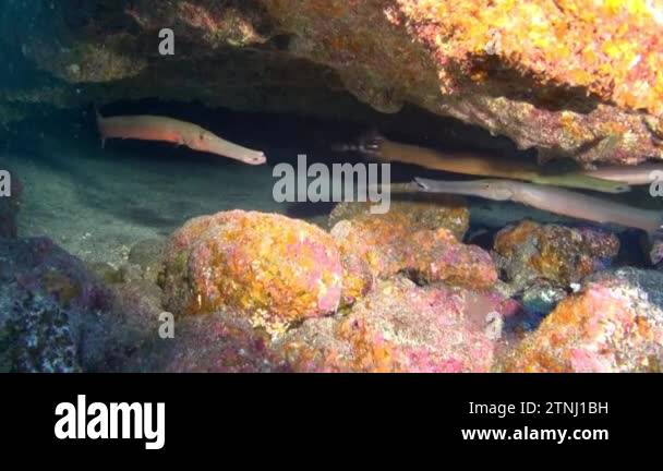 School of fish underwater on sandy bottom of volcanic origin in ...