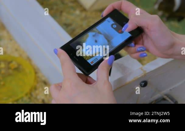 Using a phone to take a photograph Stock Videos & Footage - HD and 4K ...