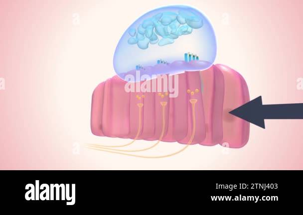 Macula of saccule Stock Videos & Footage - HD and 4K Video Clips - Alamy