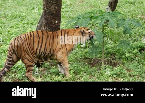 Tiger behind a tree Stock Videos & Footage - HD and 4K Video Clips - Alamy