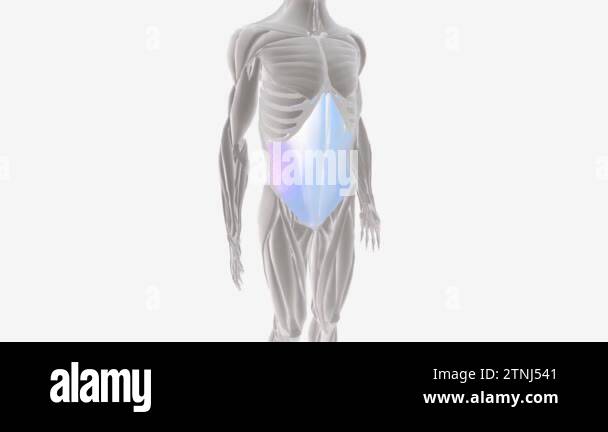abdominal muscles support the trunk, allow movement and hold organs in ...