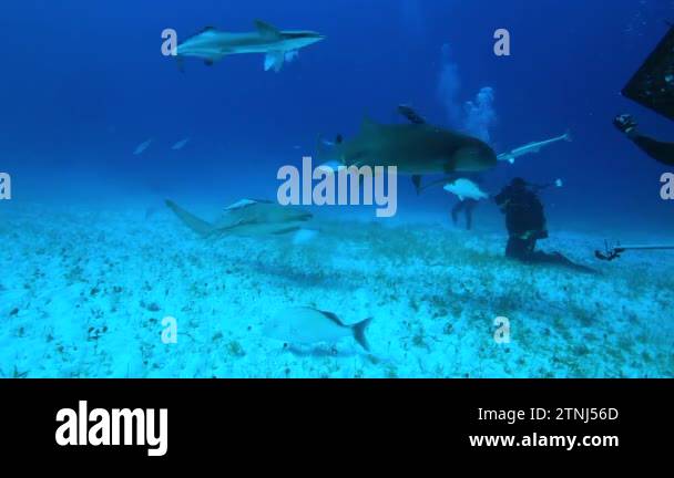 People with pack of sharks in school of fish in underwater marine ...
