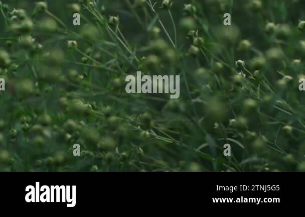 Linseed farm crop Stock Videos & Footage - HD and 4K Video Clips - Alamy