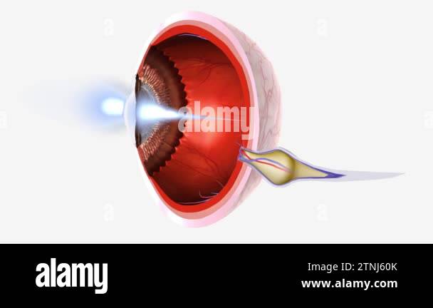 Distant vision Stock Videos & Footage - HD and 4K Video Clips - Alamy