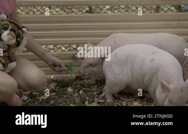 Pig farm animals Stock Videos & Footage - HD and 4K Video Clips - Alamy