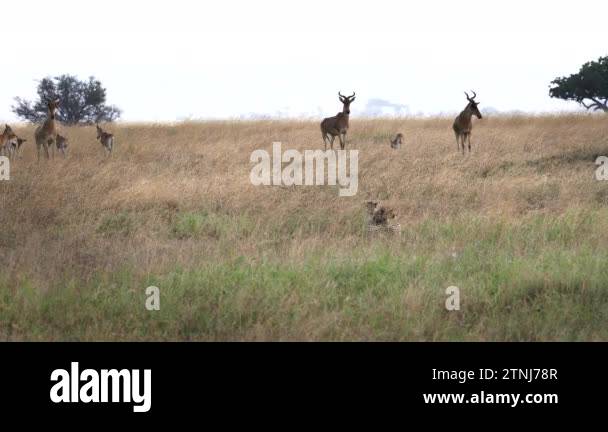 Antelope prey Stock Videos & Footage - HD and 4K Video Clips - Alamy