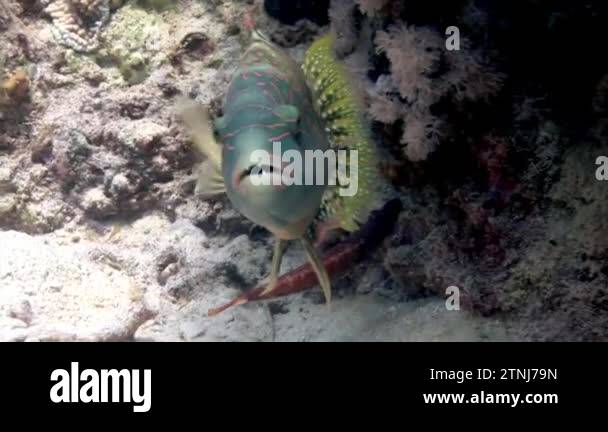 Close-up fish Calotomus viridescens Parrot fish on underwater Red Sea ...