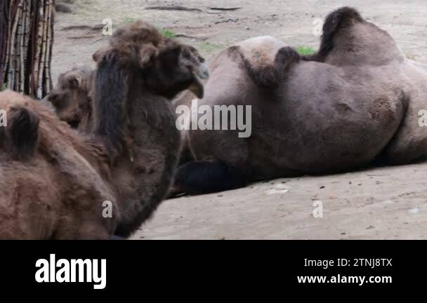 Two domesticated bactrian camels Stock Videos & Footage - HD and 4K ...