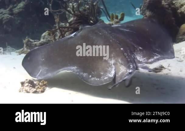 Close-up southern stingray swimming on underwater sandy floor in ...