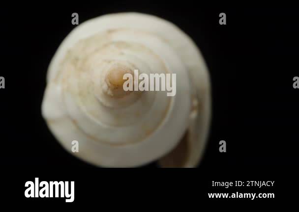 Seashell exoskeleton Stock Videos & Footage - HD and 4K Video Clips - Alamy