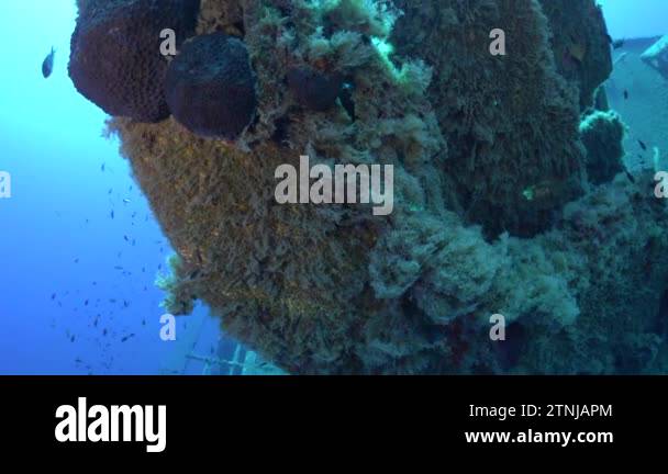 Scuba divers swims on the Shipwreck Swedish ferry MS Zenobia. Wreck ...