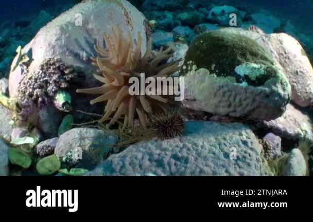 Underwater arctic landscape video in cold clear water of the Arctic ...