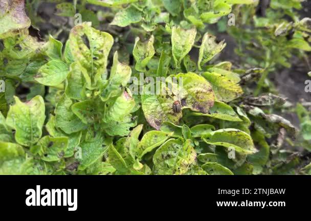Beetle blight Stock Videos & Footage - HD and 4K Video Clips - Alamy