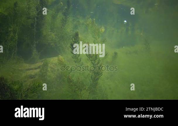 Cosmopolitan genus Stock Videos & Footage - HD and 4K Video Clips - Alamy
