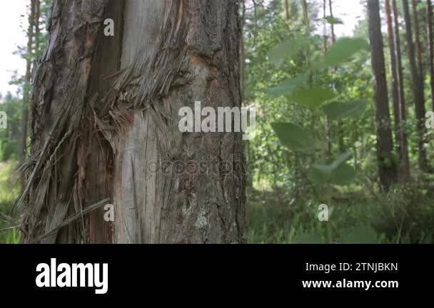 Cracked tree Stock Videos & Footage - HD and 4K Video Clips - Alamy