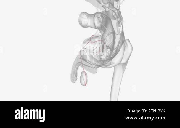ductus deferens, thick-walled tube in the male reproductive system that ...