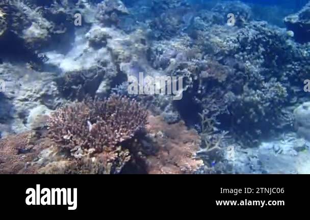 marine ecosystem underwater view / blue ocean wild nature in the sea ...