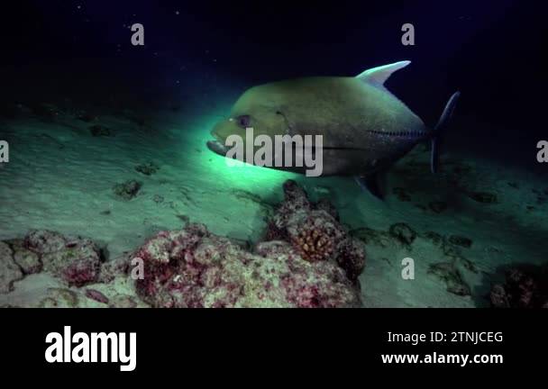 Giant caranx fish swim along bottom of ocean under light of lanterns ...