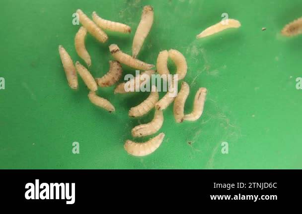 Housefly larvae of flies on a green background.(Musca domestica ...