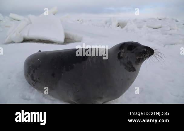 Seal cute snow Stock Videos & Footage - HD and 4K Video Clips - Alamy