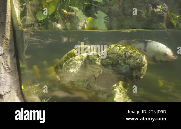 Snapping turtle swimming underwater Stock Videos & Footage - HD and 4K ...