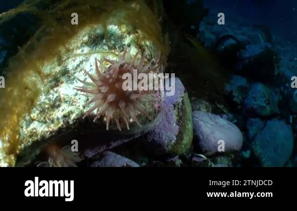 Underwater arctic landscape video in cold clear water of the Arctic ...