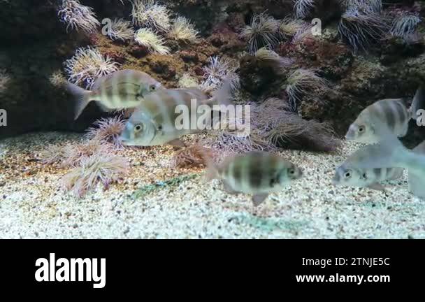 Sea of crete Stock Videos & Footage - HD and 4K Video Clips - Alamy