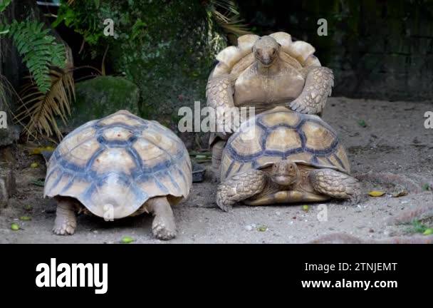Slow motion a Sulcata tortoise walk beside other partner in mating ...