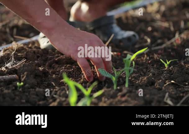 Farmer with hoe weeding field with young growth of corn at organic eco ...