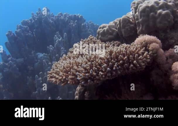 Coral Acropora microclados in underwater world of Red Sea. Coral reefs ...