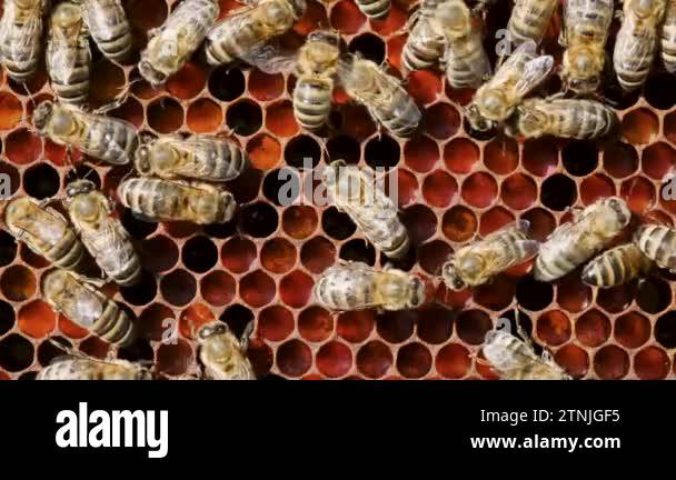 Honeycomb with bee bread. Honeycomb with colorful perga. Bees pack honeycomb with bee bread ...