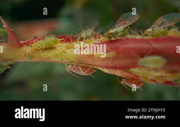 Aphid infestation rose bud Stock Videos & Footage - HD and 4K Video ...
