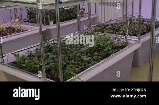 Soilless greenhouse Stock Videos & Footage - HD and 4K Video Clips - Alamy