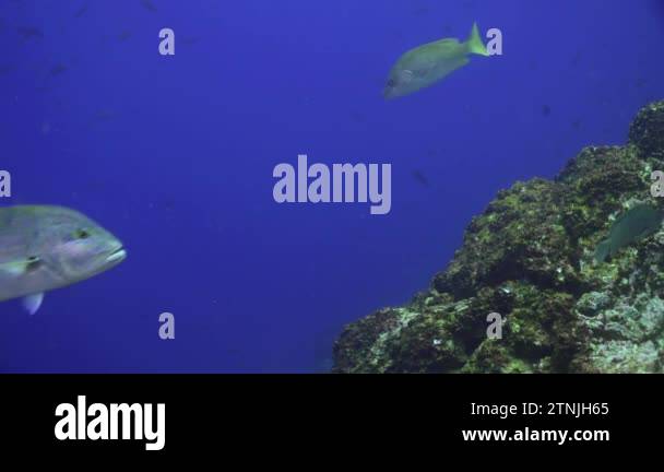Shoal of snappers in wonderful seabed of the Andaman Sea Islands ...