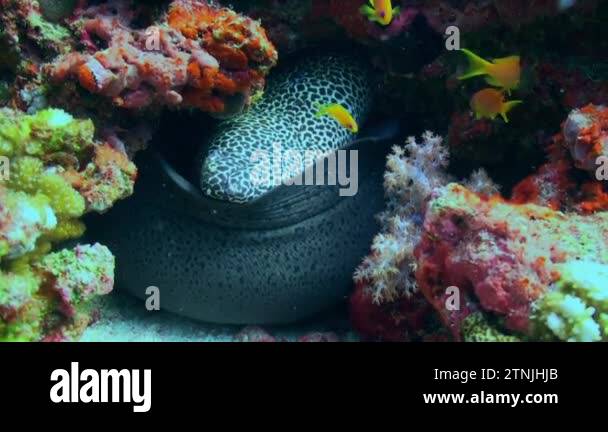 Giant Moray Eel and Cleaner wrasse fish cleaning moray eel at cleaning ...