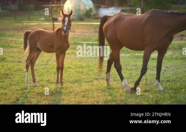 Horse foal gallop Stock Videos & Footage - HD and 4K Video Clips - Alamy