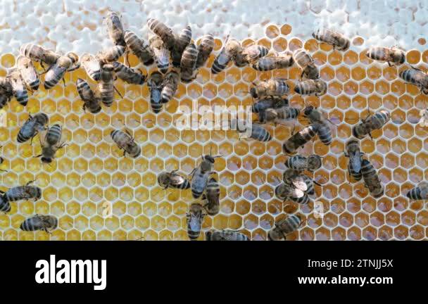 Bees swarming on honeycomb. Insects working in wooden beehive ...