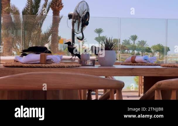 Unexpected Guests: Crows on a Restaurant Table. High quality 4k footage ...