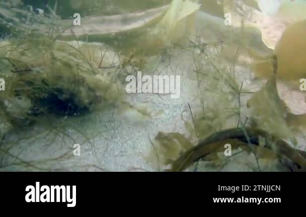 Underwater video in cold clear water of the Arctic Ocean and floating ...