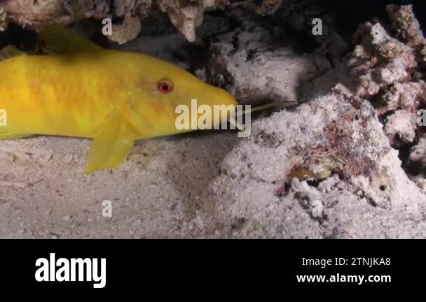 Scorpionfishe Scorpion Fishe night on reef. Amazing, beautiful ...