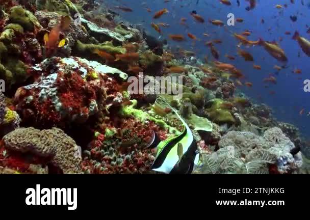 Experience breathtaking diversity of fish species in underwater ocean ...
