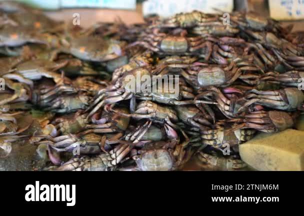 Local wet market fresh blue crab, rock crab and mantis shrimp seafood sell Stock Video Footage ...