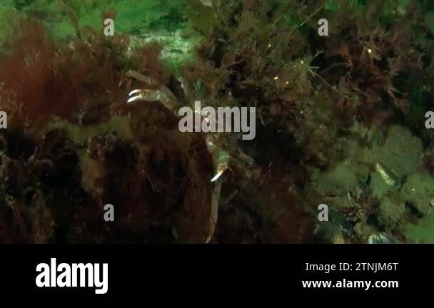 Crab in algae of seabed of fantastic underwater world of Kara Sea ...