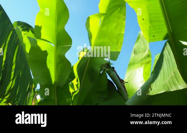 Banana tree musa paradisiaca bunch Stock Videos & Footage - HD and 4K ...