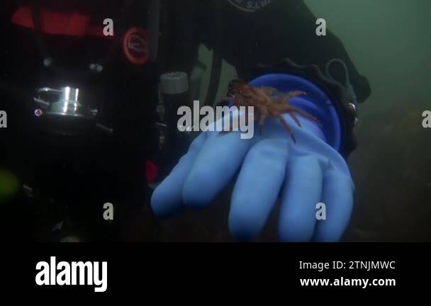 Underwater video in cold clear water of the Arctic Ocean and floating ...