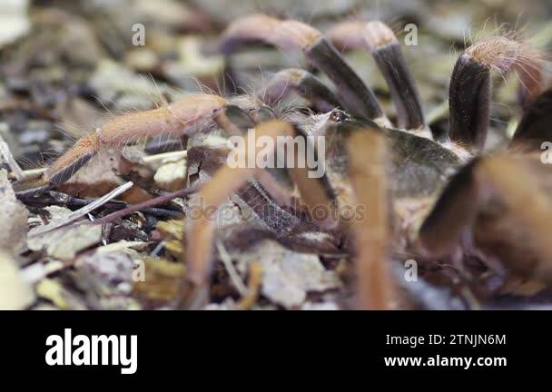 Tarantula leg Stock Videos & Footage - HD and 4K Video Clips - Alamy