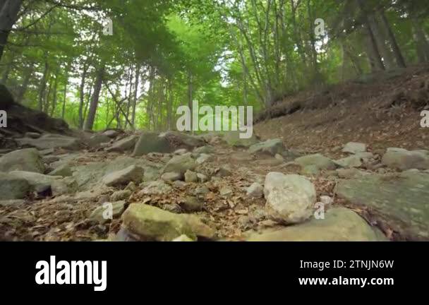 Many ground cover plants Stock Videos & Footage - HD and 4K Video Clips ...
