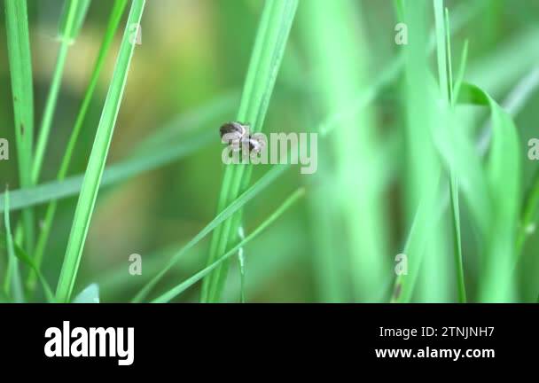 female maratus splendens spider on a blade of grass turns upwards m ...